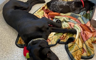 Acute Caudal Myopathy: Limber Tail - Northern Veterinary Clinic