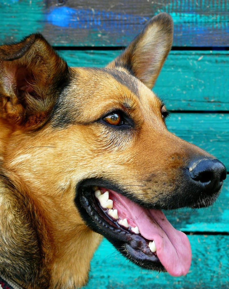 Services - Northern Veterinary Clinic